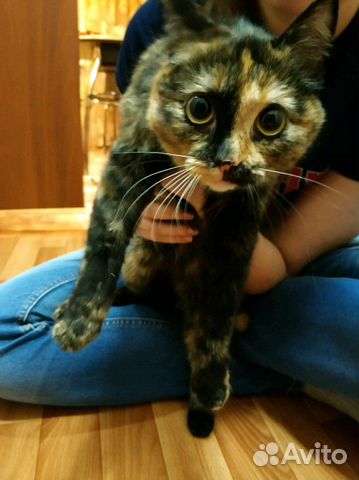 Котенок девочка-лапочка