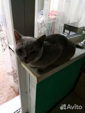 Котик ищет семью