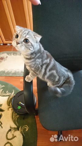 Котёнок Зевс 6 мес