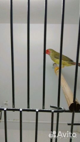 Тростниковый астрильд