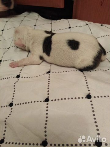 Щенок Амстаффа