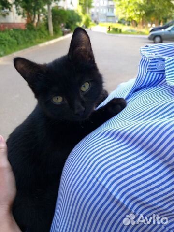 Возьмите в добрые руки