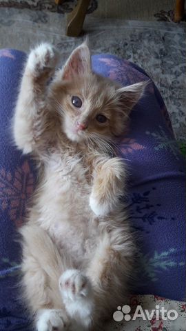 Котёночек, мальчик, 2 месяца. персикого окраса