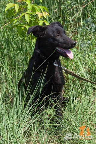 Щенок Гретта