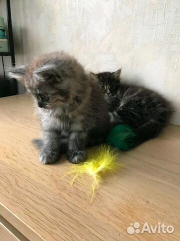 Настоящие сибирские котята