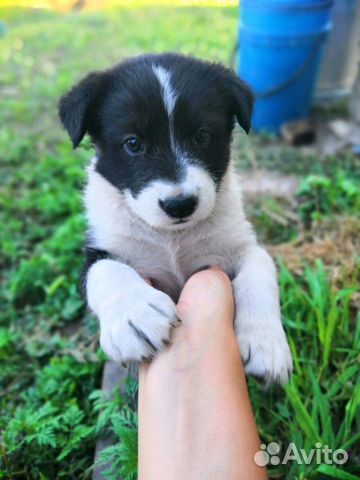 Отдам щенков в добрые руки