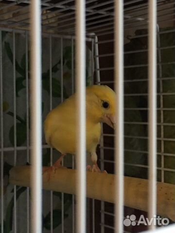 Певчие кенары