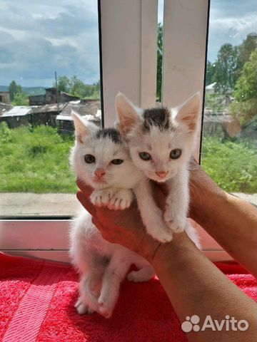 Котятки