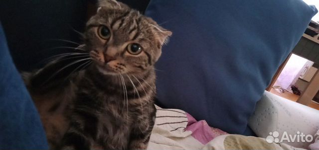 Вислоухая Шотландская кошечка