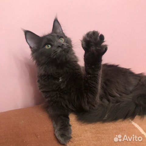 Продаются котята крупных родителей Мейнкун