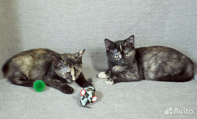 Котята ищут дом
