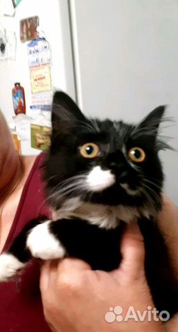 Котенок пушистая девочка 4 месяца