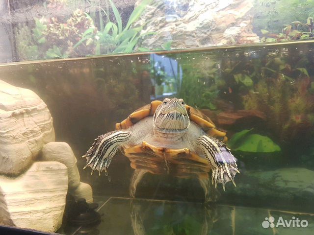 Красноухая черепаха