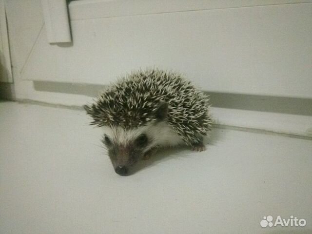 Девочки и мальчики ежики ежи ручные пишите