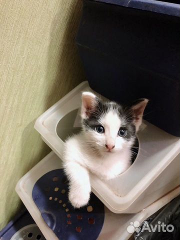 Отдам в хорошие руки