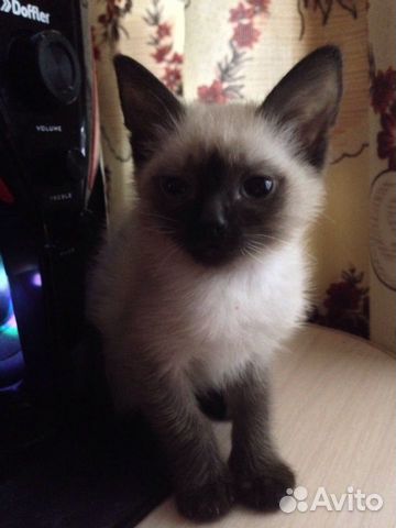 Котенок