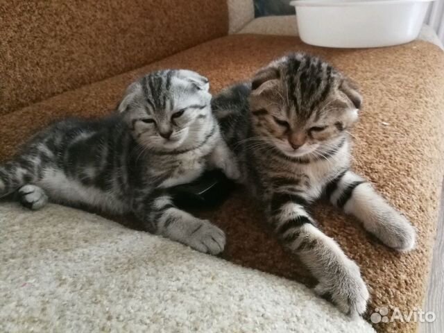 Шотландские кисы