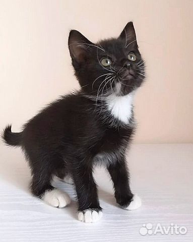 Малышка Чернышка в добрые руки