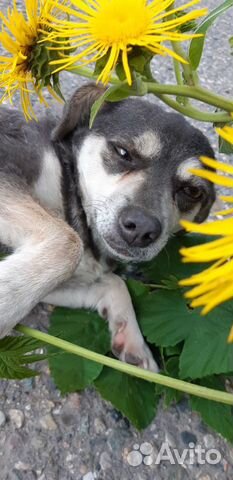 Ищет дом маленькая собачка Тина