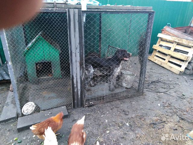 Продам драатхара