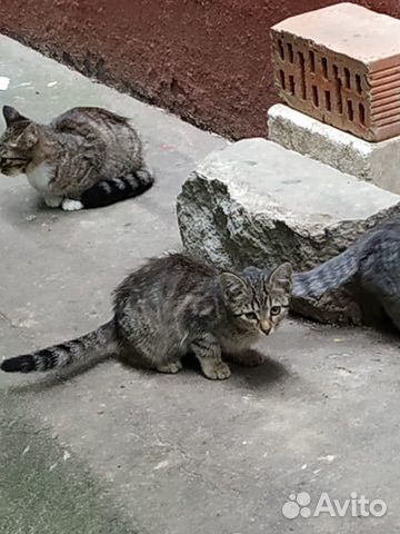 Котята мышеловы