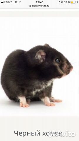 Хомяк самка