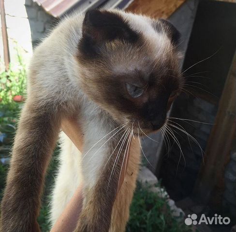 Кошечка в добрые руки