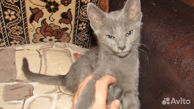 Мурчащее чудо