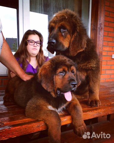 Тибетский мастиф кобели, Китай, 3 мес