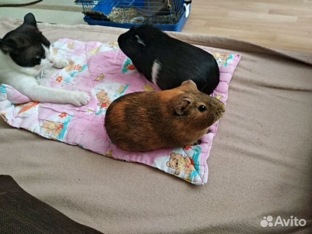 Морские свинки девочки отдам даром в добрые руки