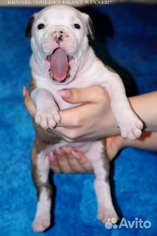 Ам.стафф терьер породные щенки