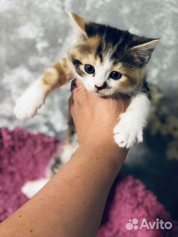 Котята