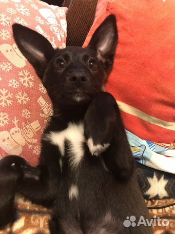 Черное сокровище, умный маленький щеночек