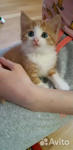 Котёнок Тишка