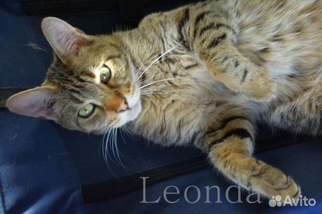 Саванна ф3 в хорошие руки