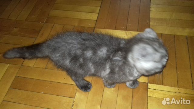 Веслоухая кошечка