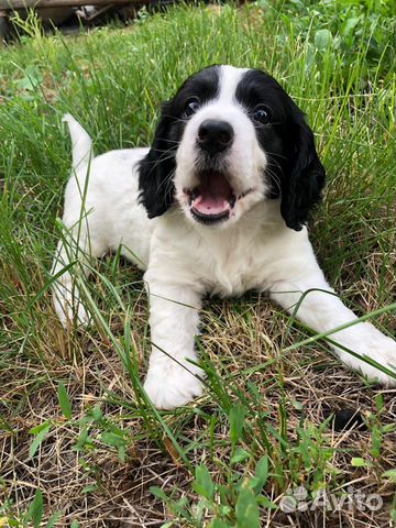 Щенок кокер спаниель