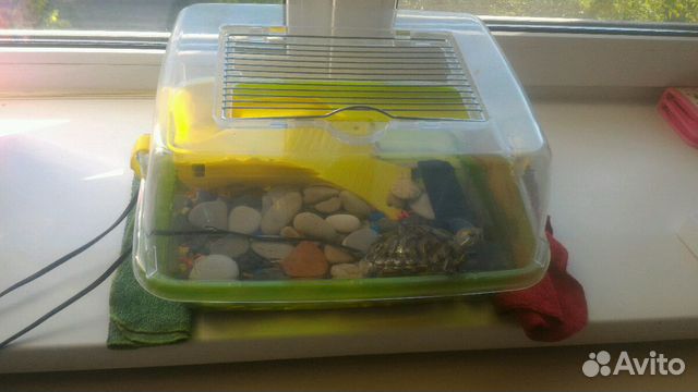 Отдам бесплатно двух черепах и аквариум к ним