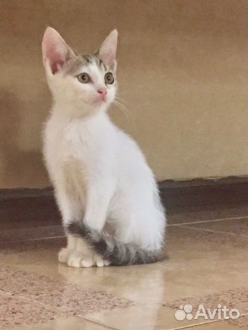 Котёнок 3месяца