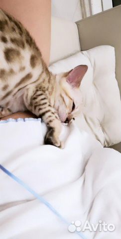 Бенгал Амурская