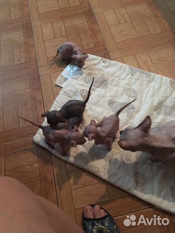 Продаются котята