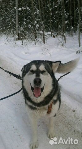 Продам маламута