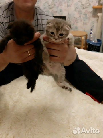 Шотланские вислоухии котята