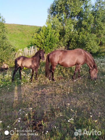 Продам лошадь с жеребенком