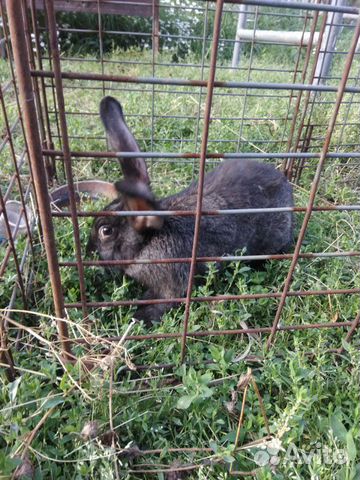 Крол производитель