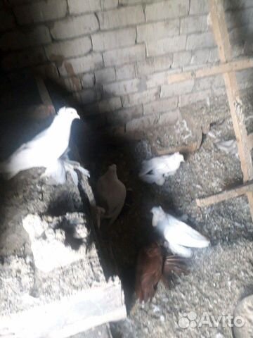 Голуби лохматые