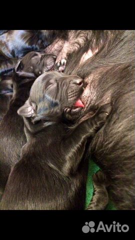 Щенки метиса Ризеншнауцера и Московской сторожевой