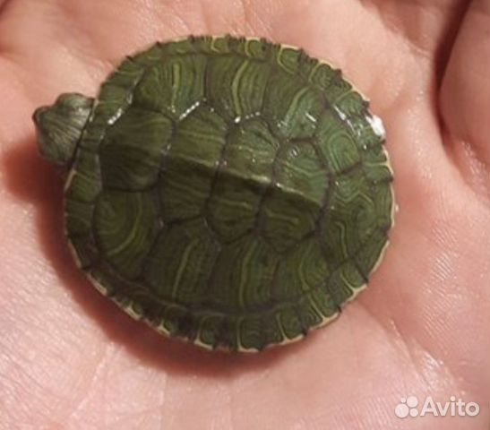 Черепашонок