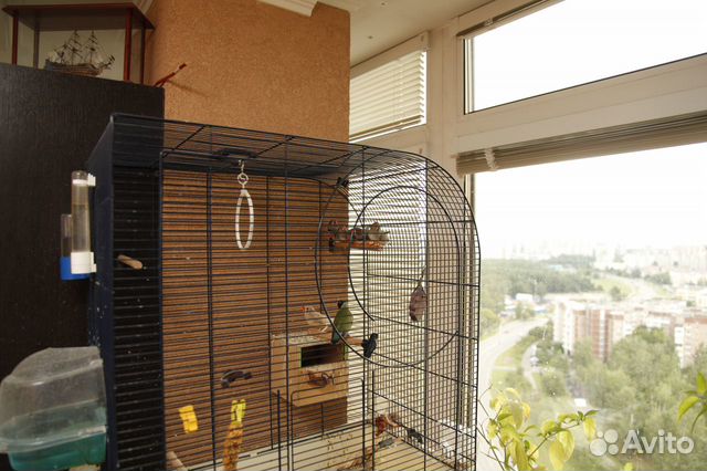 Зебровые амадины