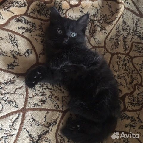 Отдам котятенка в добрые руки